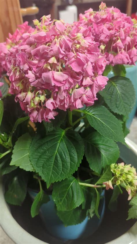 Hydrangea Wilting Flowers R Plantclinic