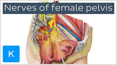 Nerves Of Female Pelvis Preview Human Anatomy Kenhub Youtube