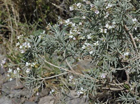 Flower Gallery Brassicaceae Nikb3415