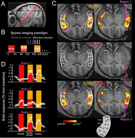 figure 1 from functional imaging reveals visual modulation of specific