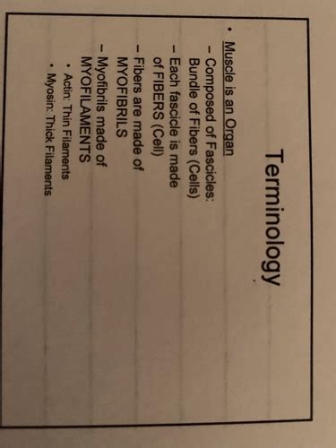 Human Anatomy Lecture Exam 3 Flashcards Quizlet