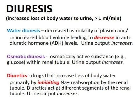 Urinary System