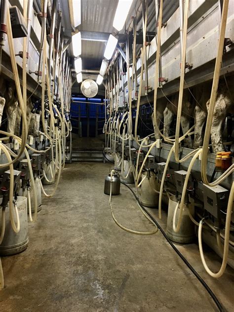 Our Milk — Miller Farm