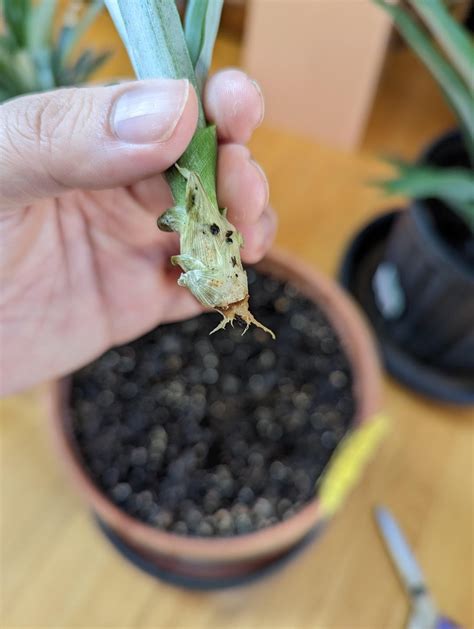 Pineapple Plant I Thought Was Dead Pushed Out A Pup Rgardening