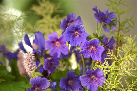 Meadow Geranium Also Geranium Pratense Johnsons Blue Meadow