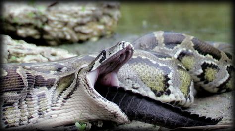 Python Eats Alligator 03 Music Youtube