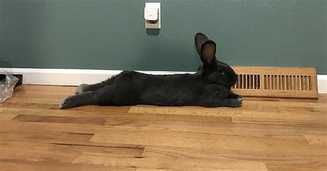 Failed Bear Makeupbarf From Spaceballs Album On Imgur