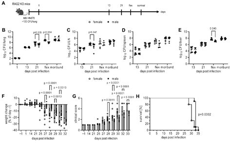 Turning The Tables Loss Of Adaptive Immunity Reverses Sex Differences In Tuberculosis