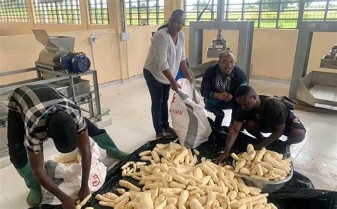 Ketu South 1d1f Cassava Processing Factory Fully Operational Ghana