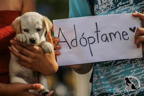 Día Mundial Del Perro Adoptado Adopción Responsable Y El Cuidado De