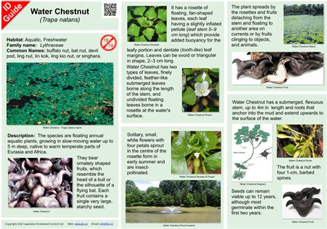 Water Chestnut Trapa Natans Invasive Species Control