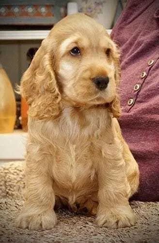 Cocker Spaniel Bellos Cachorros Meses Sin Interés