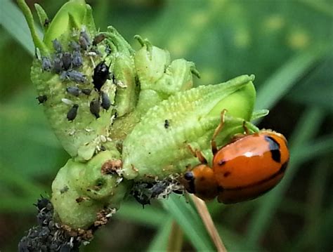 Lady Bird Government Seed Production Farm Bata Atha