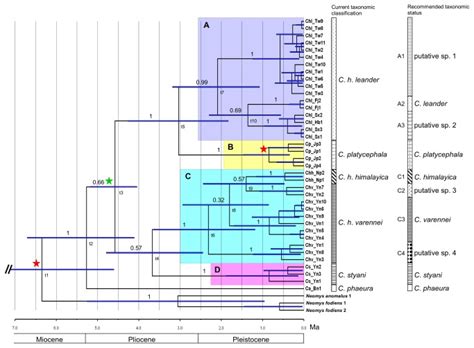 This Is A Fossil Calibrated Chronogram Of A Bayesian Phylogenetic Download Scientific Diagram