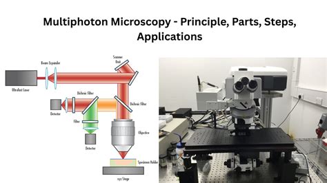 Inverted Microscope Principle Procedure Parts Uses Biology Notes Online