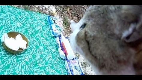 おたまこ11783🤗おたまこちゃん😃🍒😃なんと、乗りました。 Youtube