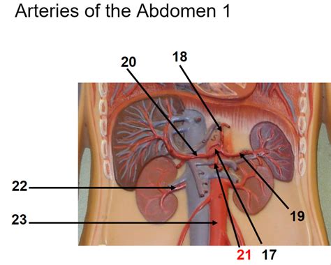 Artery Model 6 Diagram Quizlet