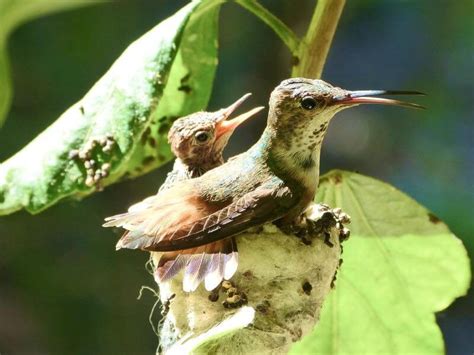Soñar Con Colibrí Bebé