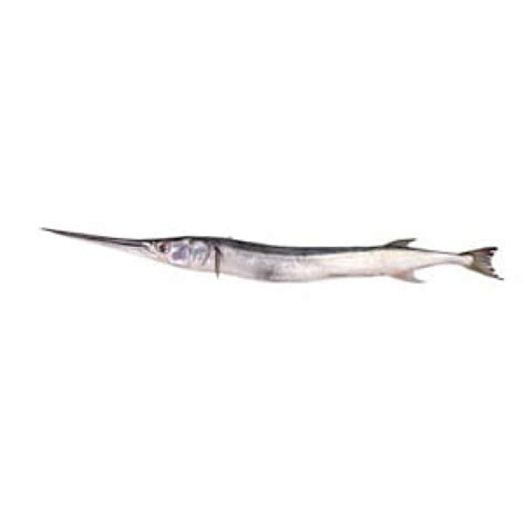 Gar Fish Habarali 1 Kg Meat Mart