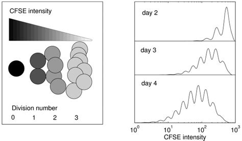 Cfse Dilution Left And Typical Cfse Intensity Histograms Right