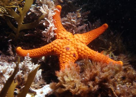 Our Living Marine Treasures Dolphin Research