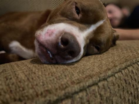 Lazy Pibble Scrolller