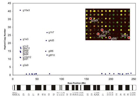 Array Cgh Based Haploid Copy Number Of Ssh Clones Mapping On Chromosome