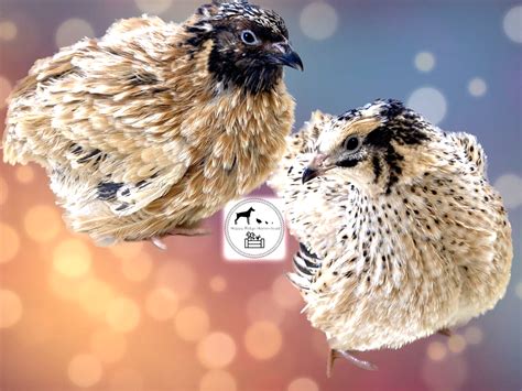 Jumbo Brown Coturnix Japanese Quail 24 Hatching Eggs Rosetta Quail