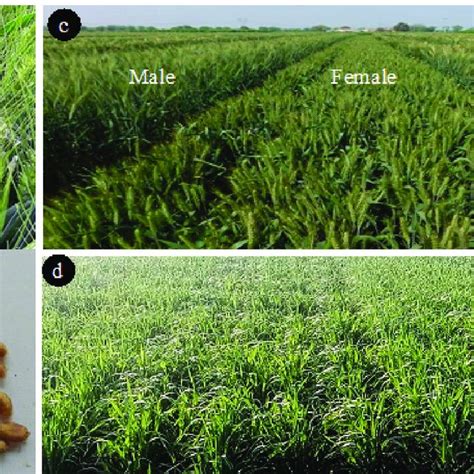 Blue Aleurone Bla System Generating A Sterile Female Spikes B
