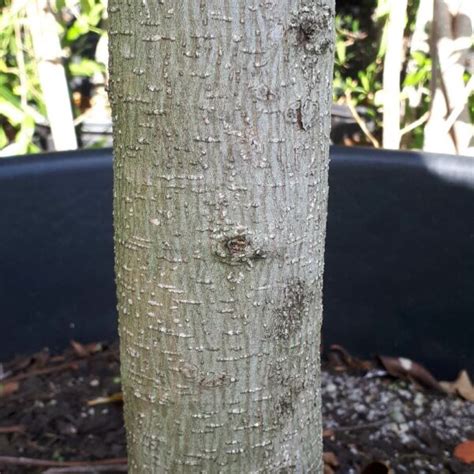 Ficus Hedging And Topiary Hello Hello Plants And Garden Supplies