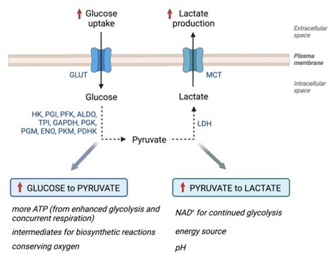 Revisiting The Warburg Effect With Focus On Lactate Pmc