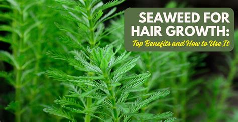 Seaweed For Hair Growth Top Benefits And How To Use It Clinikally