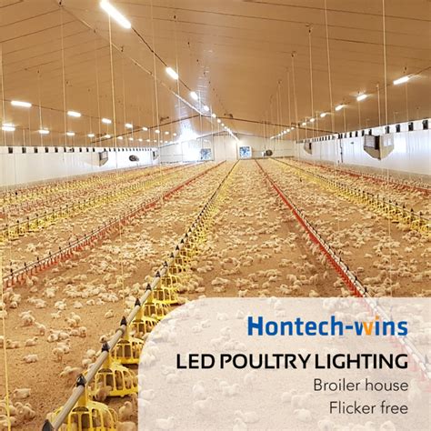 Choosing The Right Poultry Lighting System Factors To Consider Geo