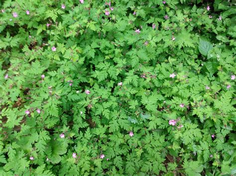 The Writer On The Computer Watershed Notes