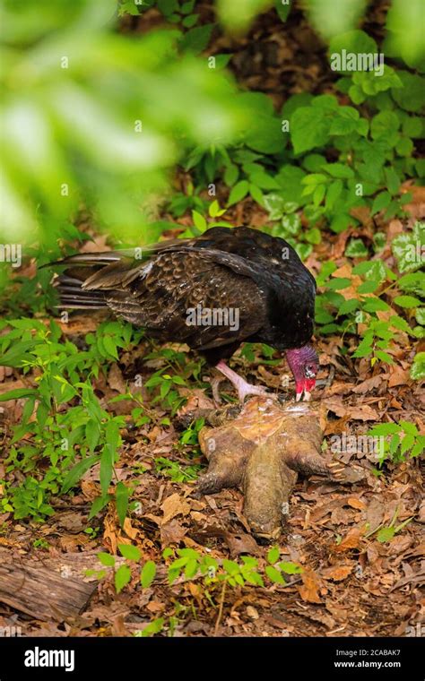 Turkey Vulture Cathartes Aura Feeding On Dead Snapping Turtle
