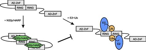 Bivalent Binding Of P14arf To Mdm2 Ring And Acidic Domains Inhibits E3 Ligase Function Life