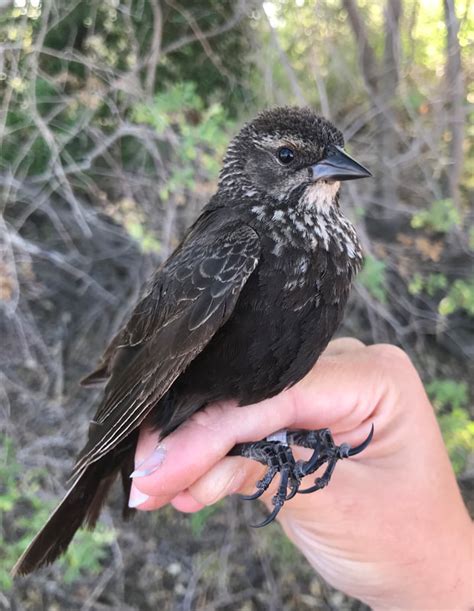 Female Red Winged Blackbird