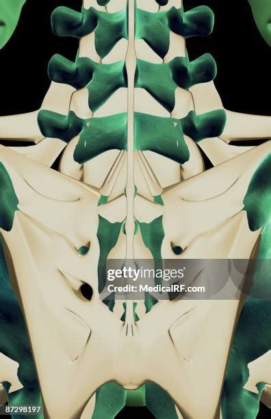 The Ligaments Of Sacral Vertebrae High Res Vector Graphic Getty Images