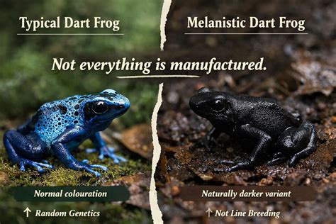 Whites Tree Frog Care Sheet Litoria Caerulea Frogfather