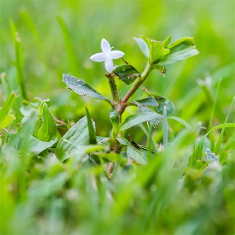 Ultimate Weed Identification Guide With Pictures And Recommendations