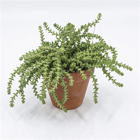 Crassula Lycopodioides Kakteen Gautschi