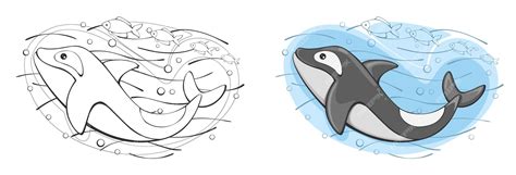 Premium Vector Orca Vector Illustration