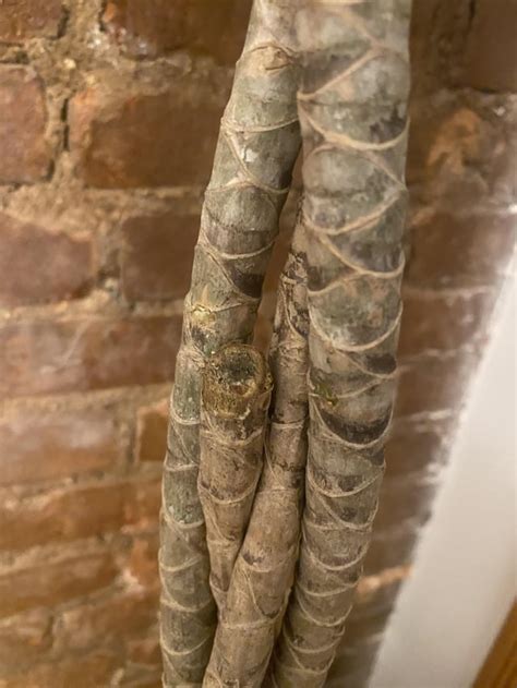 Dracaena Marginata Dead Shoots Rhouseplants