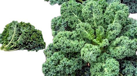 Kale Health Benefits Of Kale And Nutrition Facts