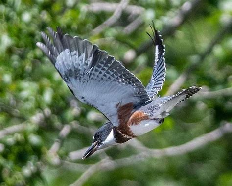 How To Identify Belted Kingfishers Rebecca Lexa Naturalist