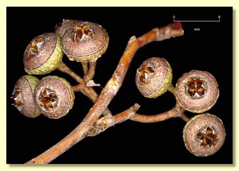 Eucalyptus Rosacea
