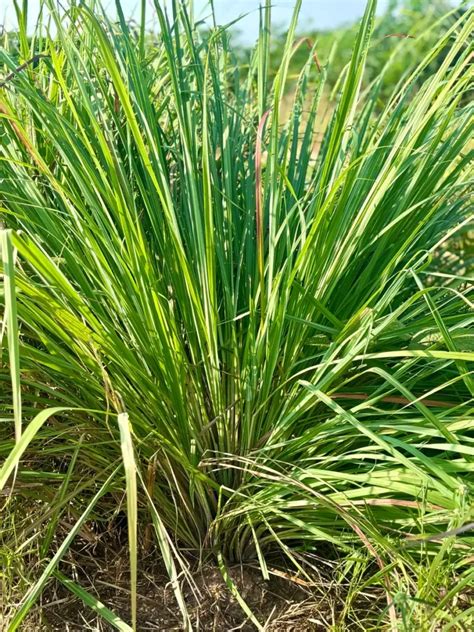 Lemongrass Explained A Complete Guide