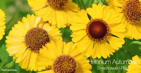 Sneezeweed Plant Care How To Grow Helenium Autumnale