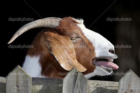 Goat Bleating