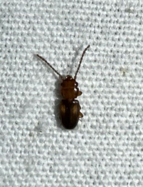 Lined Flat Bark Beetles From Along Ijams Branch Off Of Co Rd 275